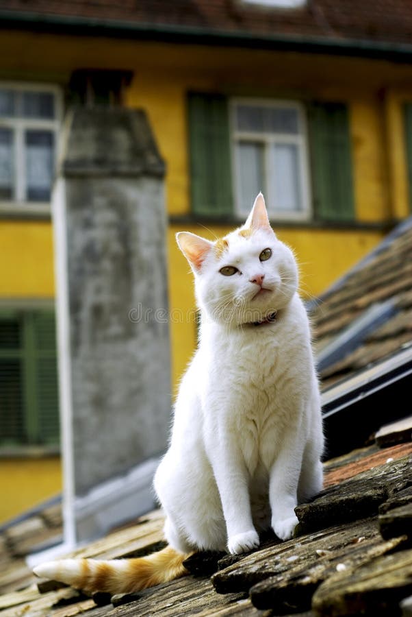 Gato en una azotea imagen de archivo. Imagen de gato, azotea - 9264093