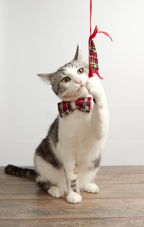 Gato En Una Corbata De Lazo De La Navidad Foto de archivo - Imagen de ...