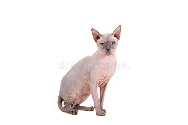 Gato esfinge imagen de archivo. Imagen de adulto, fondo - 210855743
