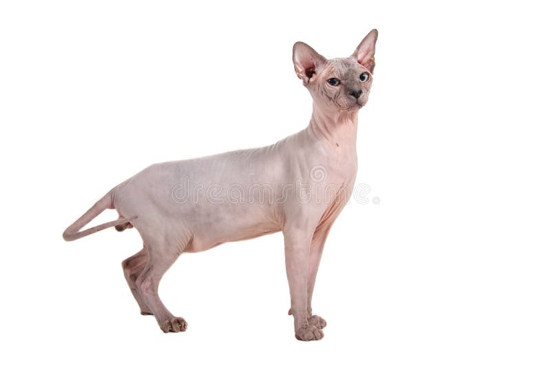 Gato esfinge foto de archivo. Imagen de canadiense, pata - 210855756