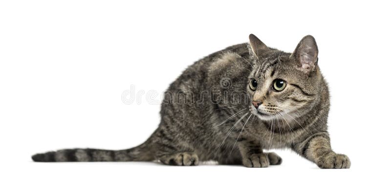 Gato Europeu Atento, Isolado Foto de Stock - Imagem de vertebrado ...