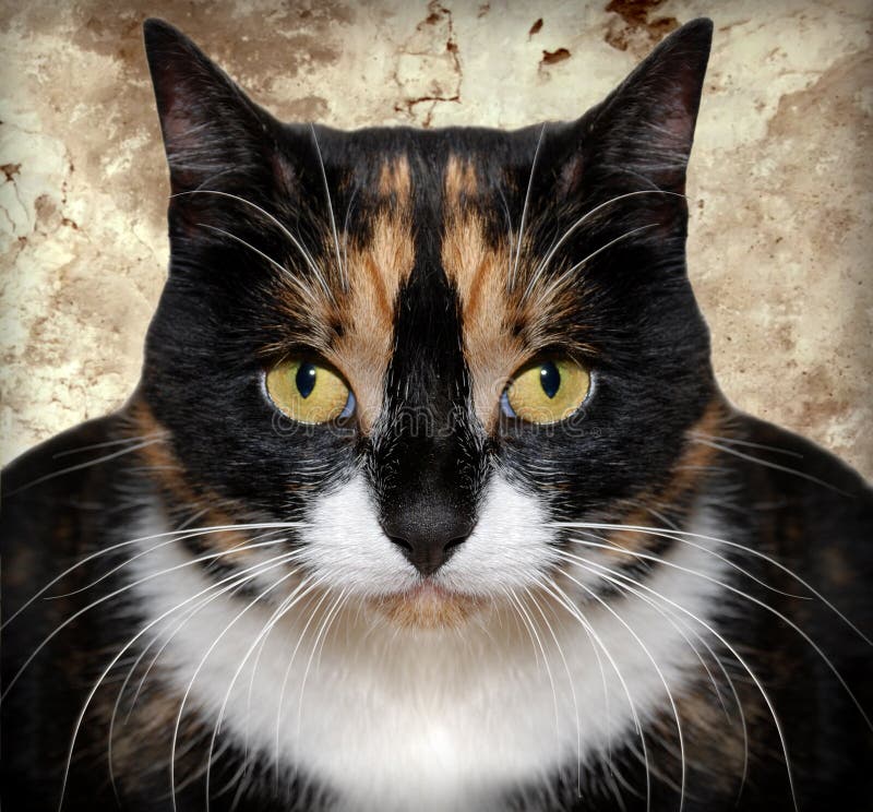 Gato falso foto de archivo. Imagen de envejecido, frontera - 7858484