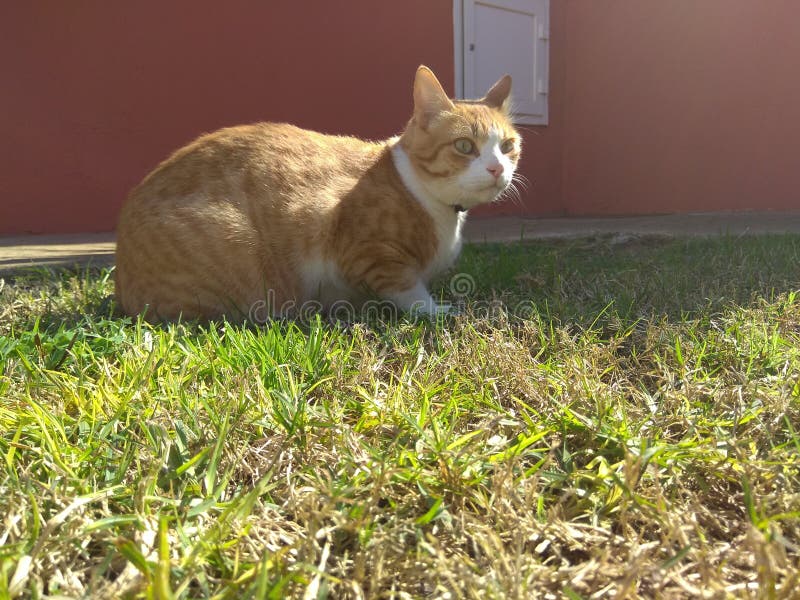 Gato feliz foto de archivo. Imagen de animales, libertad - 110641896