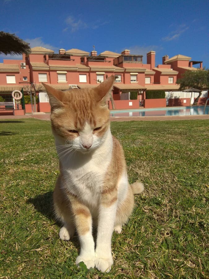 Gato feliz imagen de archivo. Imagen de animales, vida - 110639697