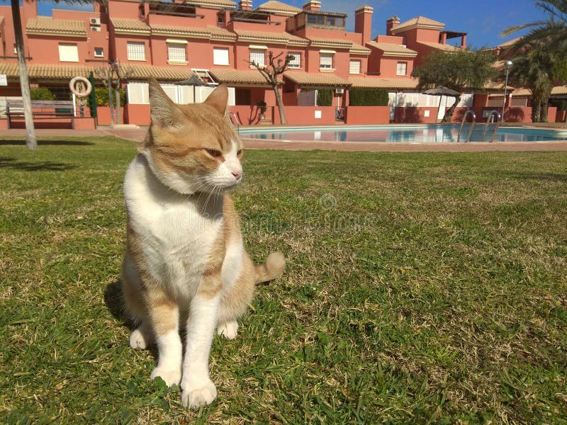 Gato feliz foto de archivo. Imagen de animales, libertad - 110641896