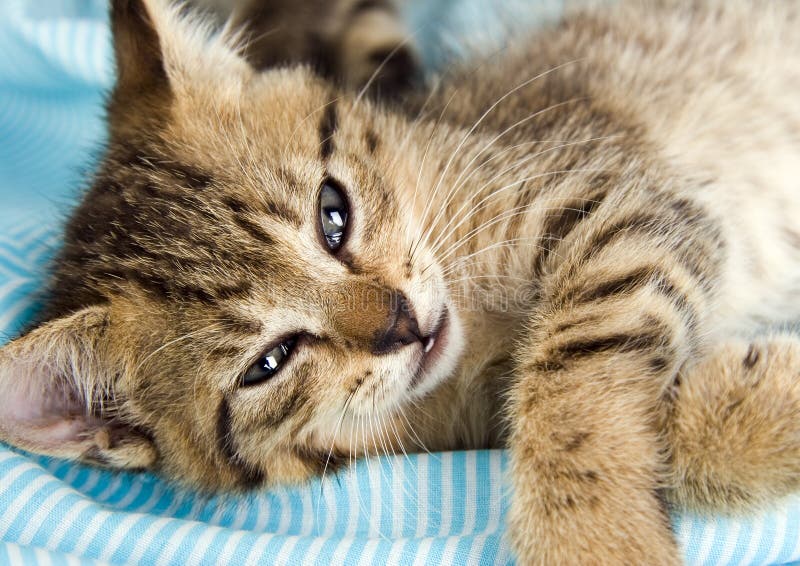 Gato feliz imagen de archivo. Imagen de gatitos, garras - 2005775