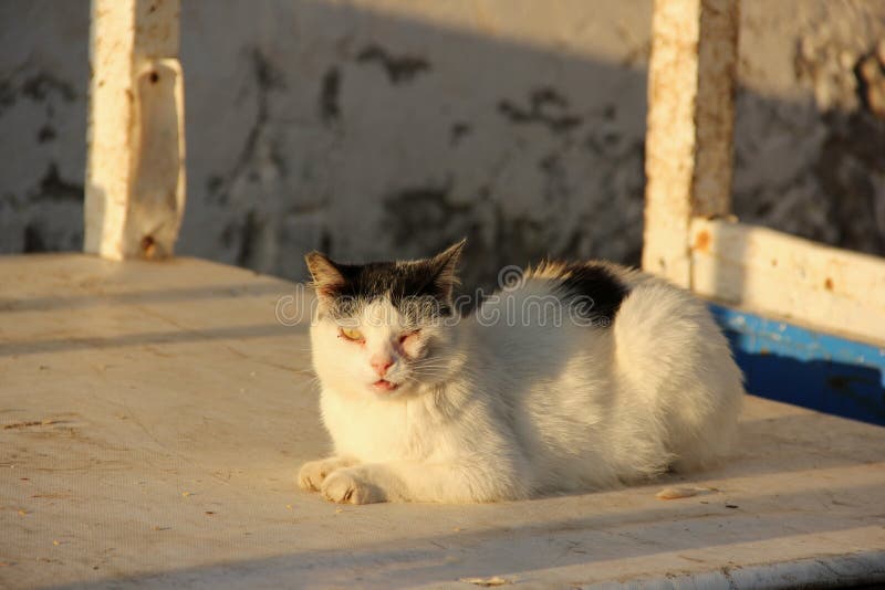 Gato feo foto de archivo. Imagen de medina, perezoso - 60759196