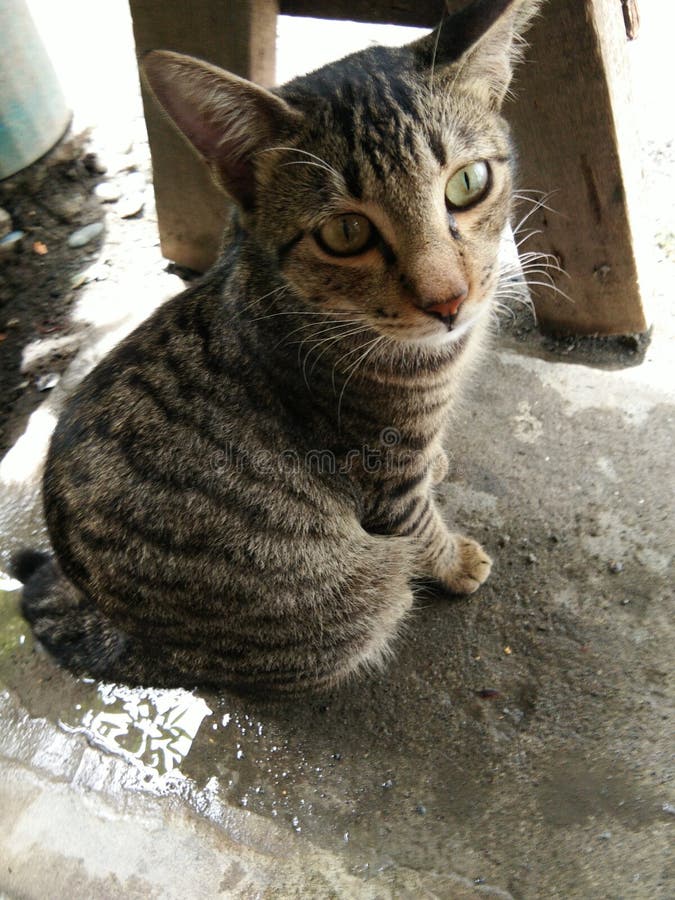 Gato filipino imagem de stock. Imagem de simples, fofofo - 86480403