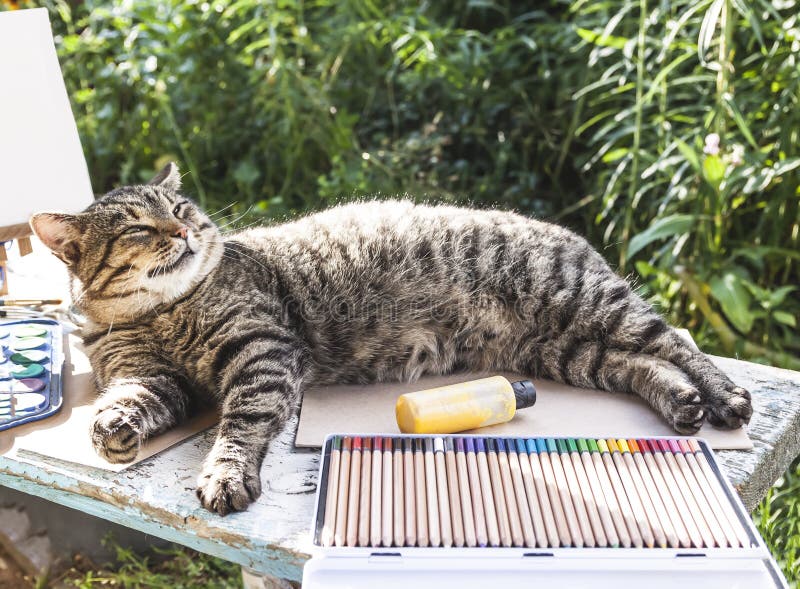 Gato Flojo Tendido Sobre La Mesa Con Material Escolar Foto de archivo ...