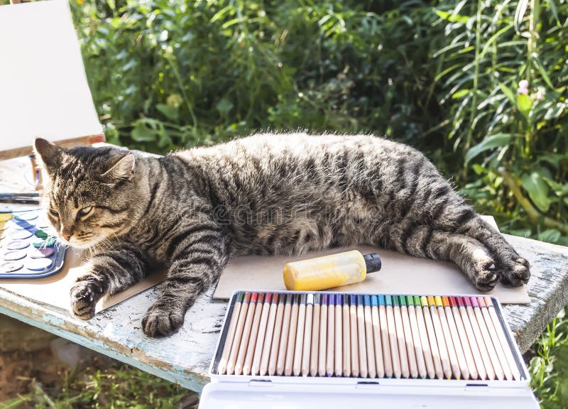 Gato Flojo Tendido Sobre La Mesa Con Material Escolar Foto de archivo ...