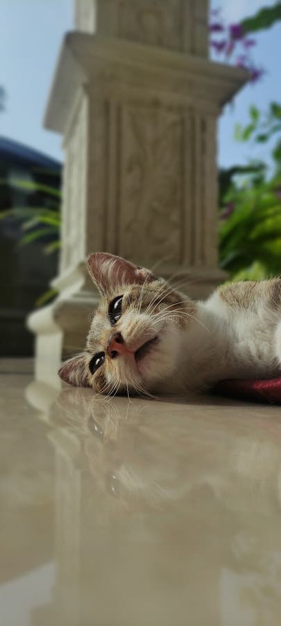 Gato flojo viendo el sol imagen de archivo. Imagen de blanco - 246968685