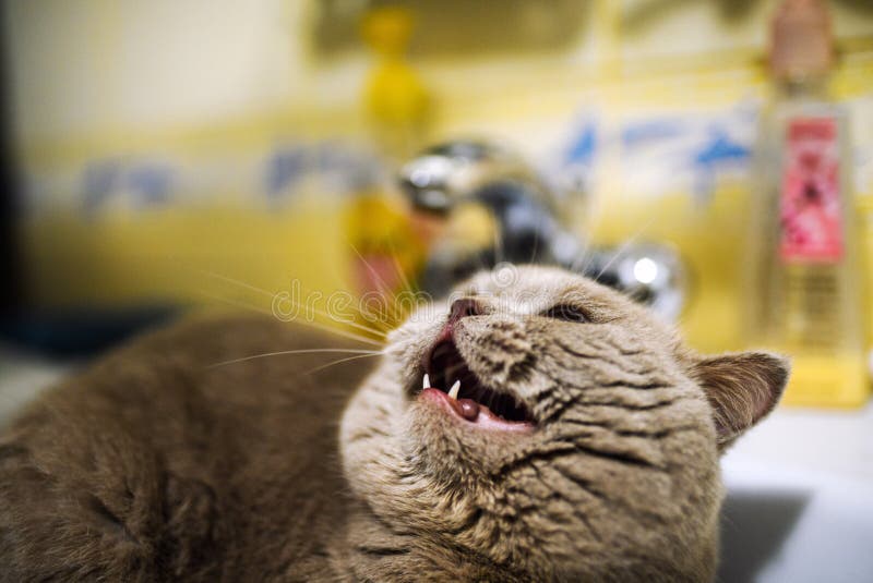 Gato gracioso imagen de archivo. Imagen de fondo, hermoso - 156064469