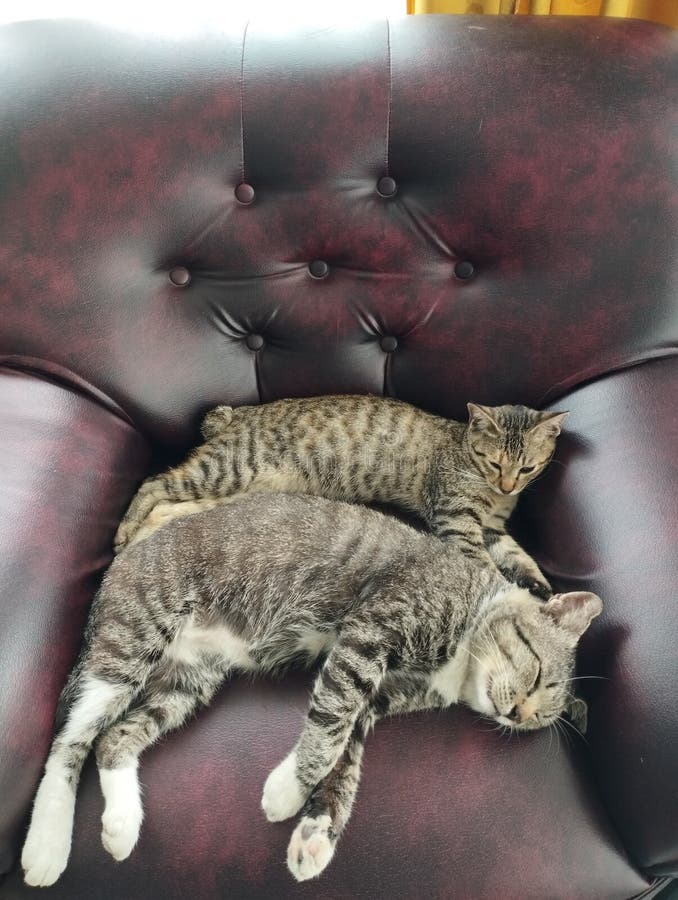Gato Gracioso Durmiendo Hermano Imagen de archivo - Imagen de salvaje ...