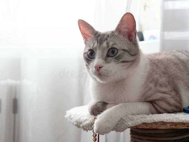 Gato Gris Claro Hermoso Con Los Ojos Azules Foto de archivo - Imagen de ...