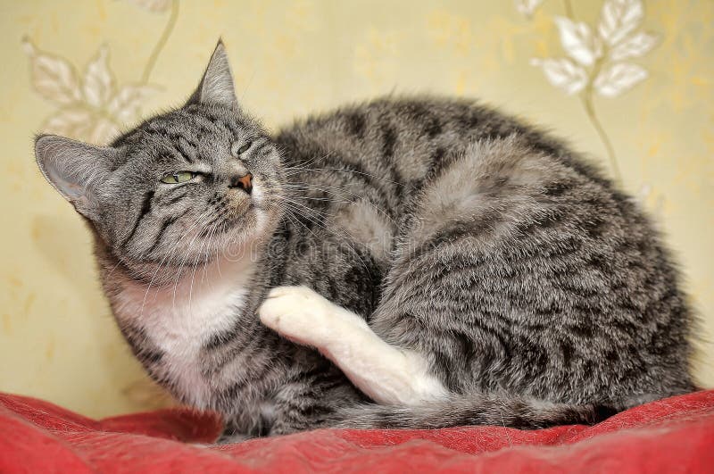 Gato gris con rayas imagen de archivo. Imagen de doméstico - 169426133