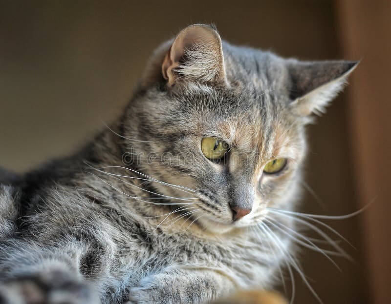 Gato gris con rayas foto de archivo. Imagen de mascota - 169427146