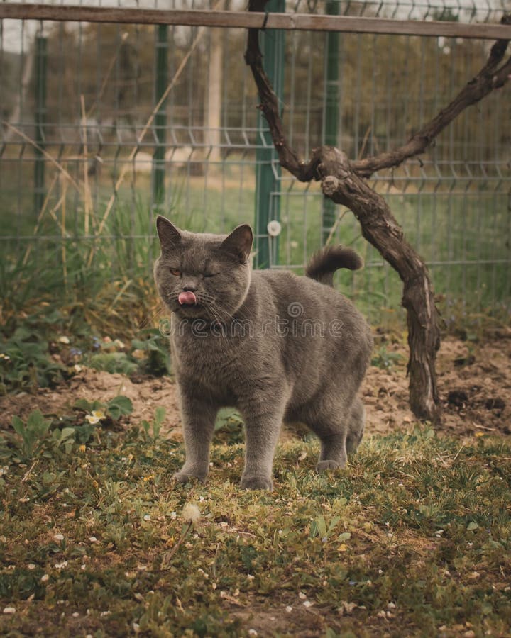 Gato Gris Parado En El Pasto Foto de archivo - Imagen de fauna, sentada ...
