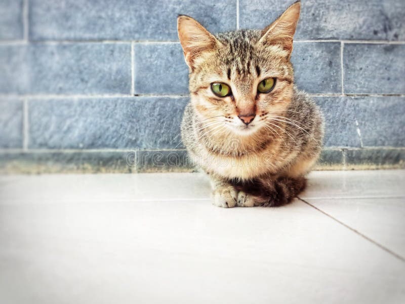 Gato Gris Que Acaba De Despertarse En El Suelo Imagen de archivo ...