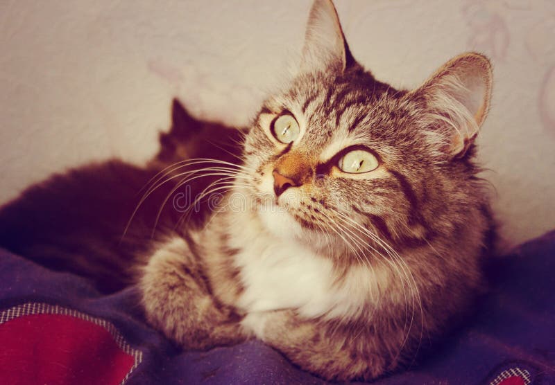 Gato Gris Rayado Con Los Ojos Grandes Foto de archivo - Imagen de color ...