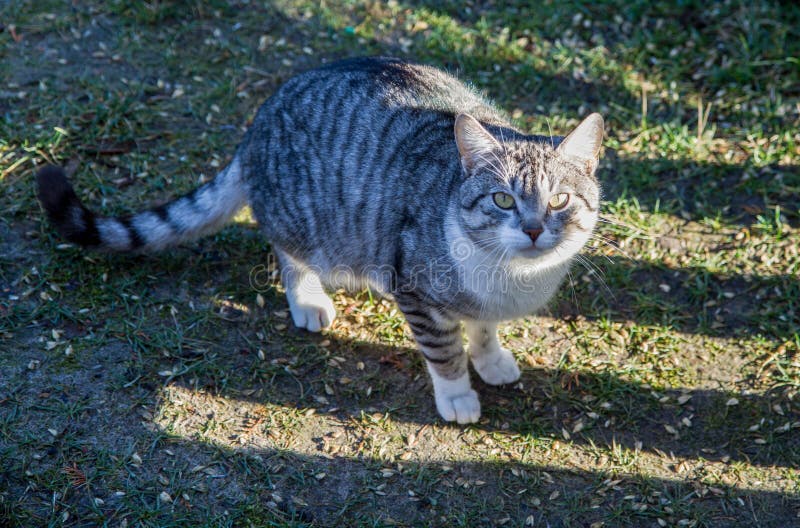 Gato gris rayado imagen de archivo. Imagen de fauna - 174774217