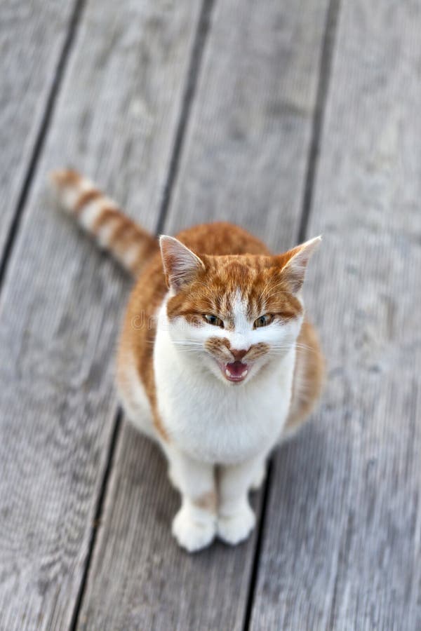 Gato gritando foto de stock. Imagem de gritando, gato - 9683670