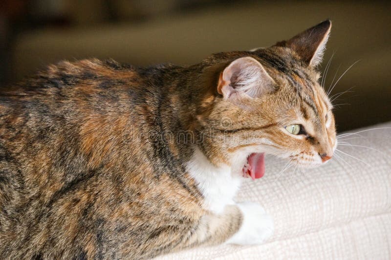 Gato gritando foto de stock. Imagem de animal, grito - 41702648
