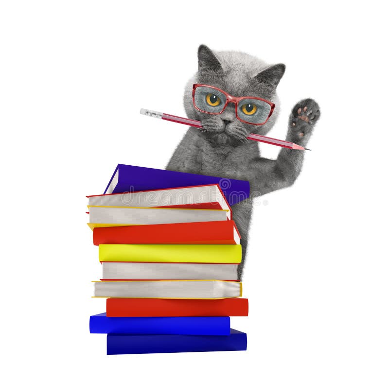 Gato Inteligente Con Los Libros Aislados En Blanco Imagen de archivo ...
