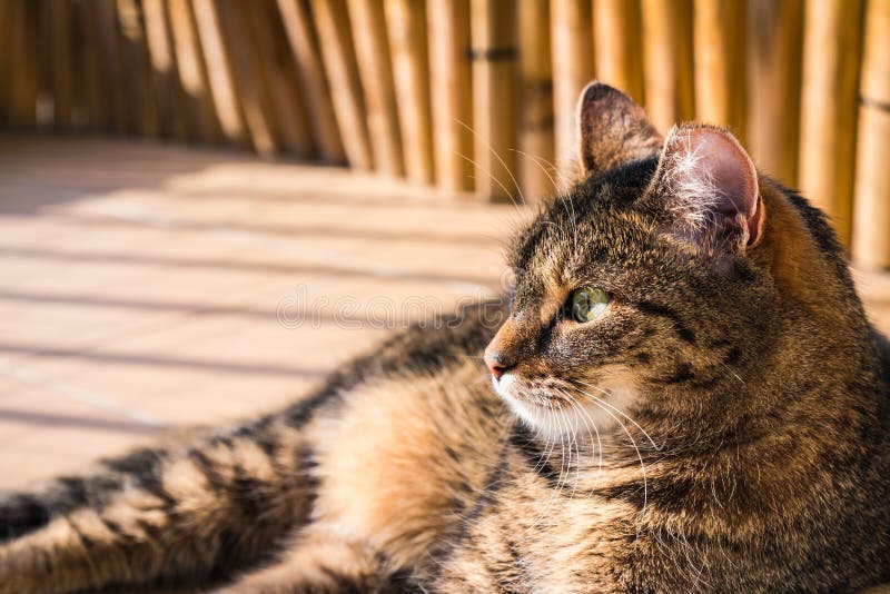 Gato Interesado En Algo En El Piso El Gato Vio Algo Imagen de archivo ...