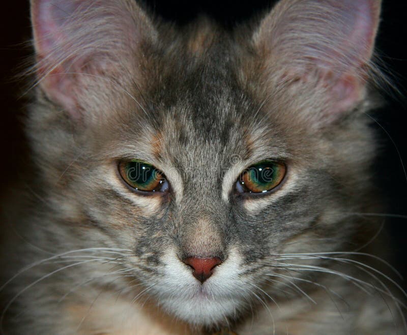 Gato Joven Con Los Grandes Ojos Foto de archivo - Imagen de belleza ...