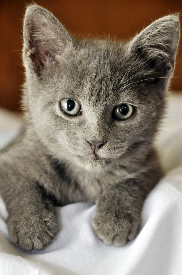 Gato joven ruso azul imagen de archivo. Imagen de adorable - 14965881