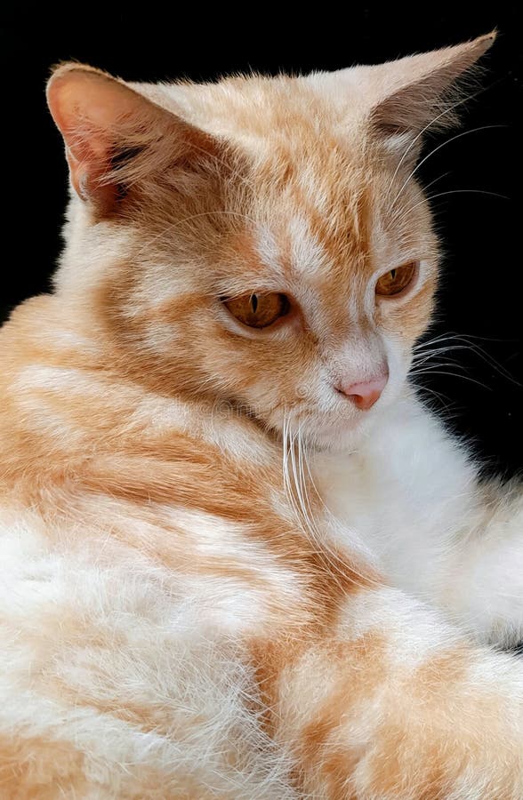 Gato Laranja Sentado Sobre Fundo Preto Imagem de Stock - Imagem de ...
