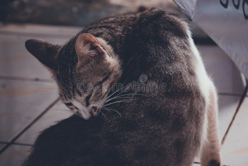 Gato limpiando su cuerpo imagen de archivo. Imagen de blanco - 209514617