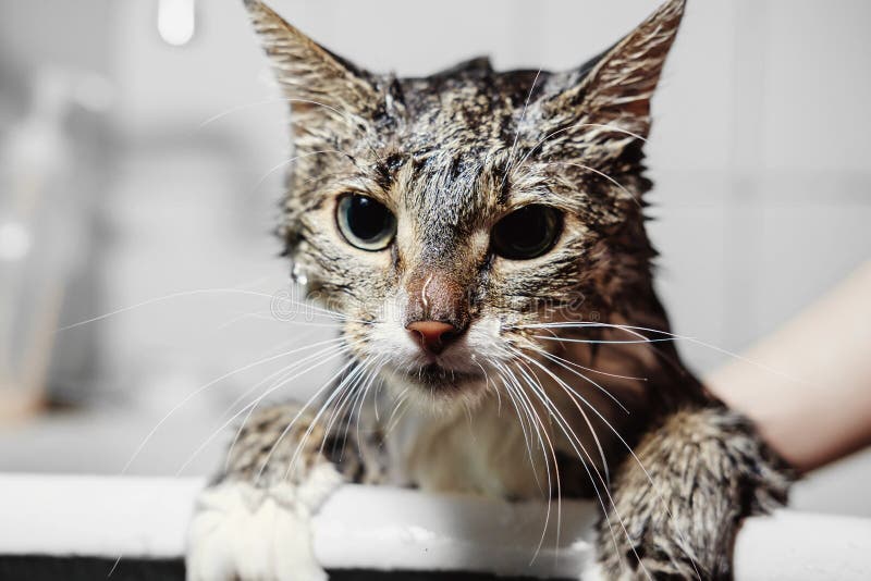 Gatito Asustado En Las Manos Del Voluntario De La Muchacha, En El ...