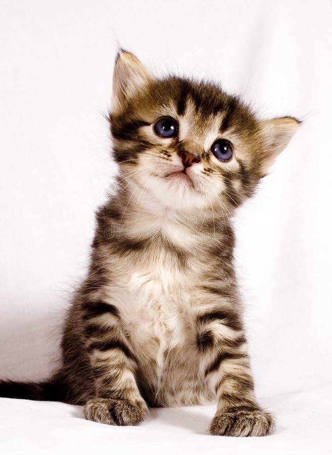 Gato lindo imagen de archivo. Imagen de dulce, piel, gatito - 2507099