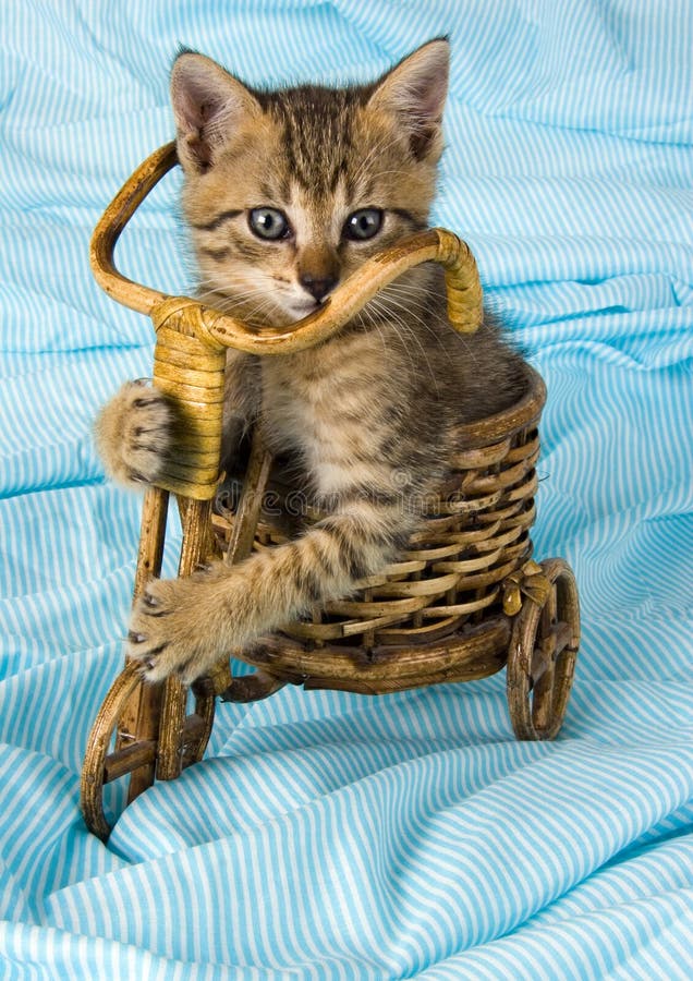 Gato loco foto de archivo. Imagen de piel, piernas, gatos - 2005746