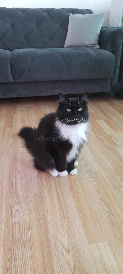 Gato Macho Maincoon Lindo Maestic Blanco Oreo Foto de archivo - Imagen ...