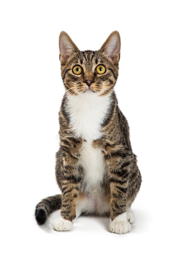 Gato Malhado De Brown E Branco Cat Sitting Facing Forward Imagem de ...