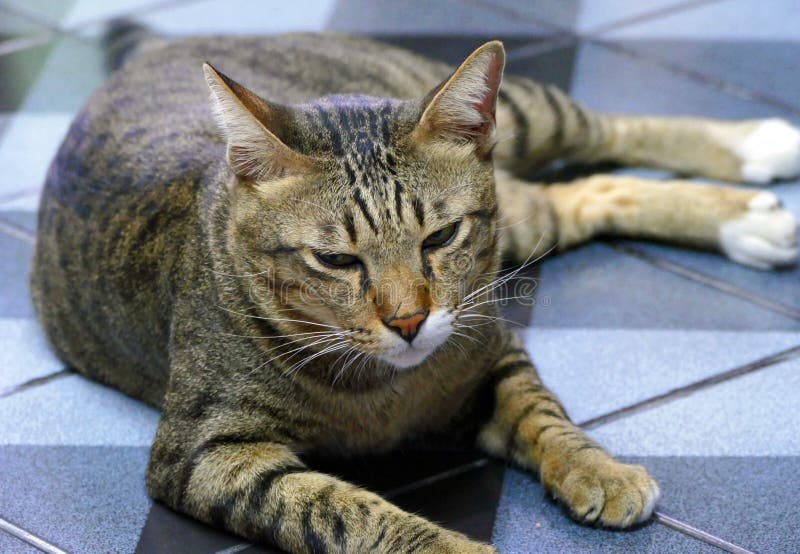 Gato mandón imagen de archivo. Imagen de suelo, enojado - 52380053