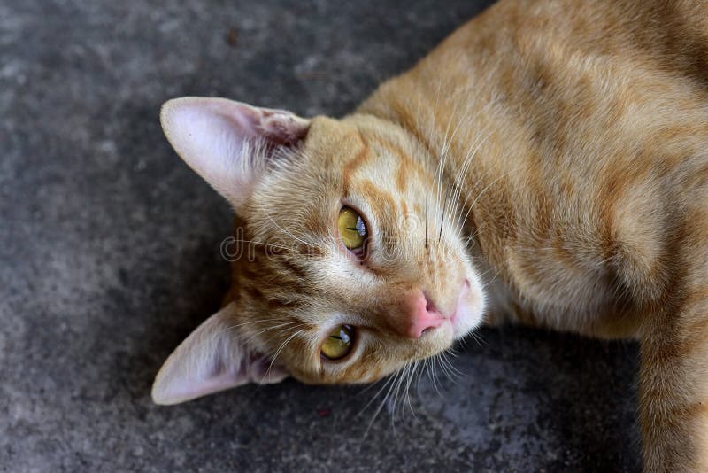 Gato marrom bonito foto de stock. Imagem de gatos, encantador - 129009480