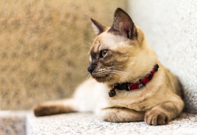 Gato marrom cremoso foto de stock. Imagem de animal, cara - 36191312