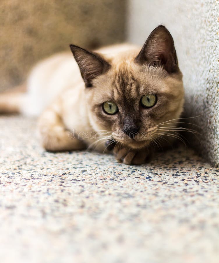 Gato marrom cremoso foto de stock. Imagem de animal, cara - 36191312