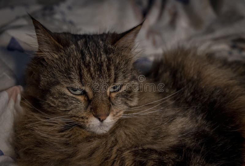 Gato Marrom Em Capas Brancas Na Cama Foto de Stock - Imagem de bonito ...