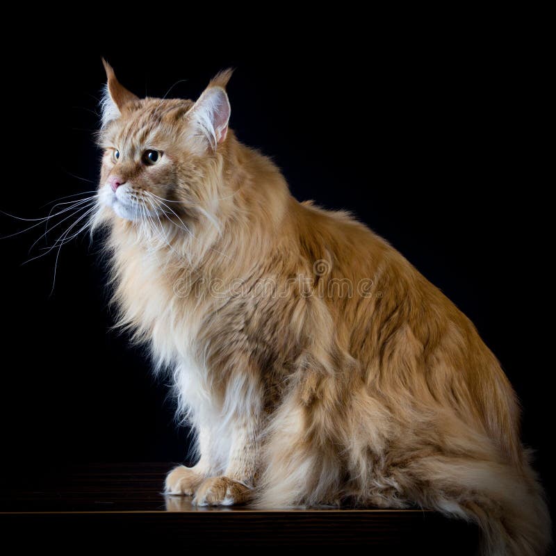 Gato Marrom Longhair Que Olha Um Lado Imagem de Stock - Imagem de ...