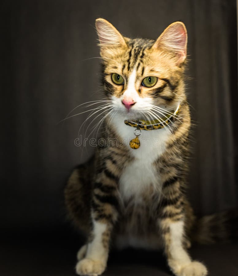 Gato masculino malayo foto de archivo. Imagen de imagen - 113666388