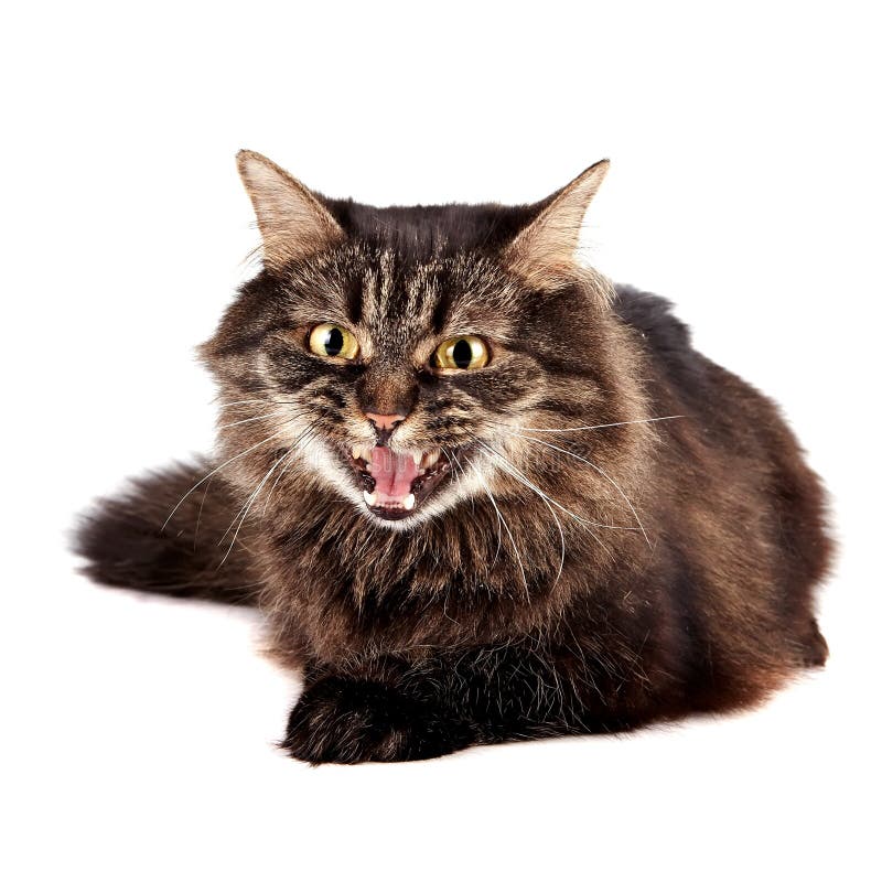 Gato Mewing imagem de stock. Imagem de felino, cabelo - 28540065