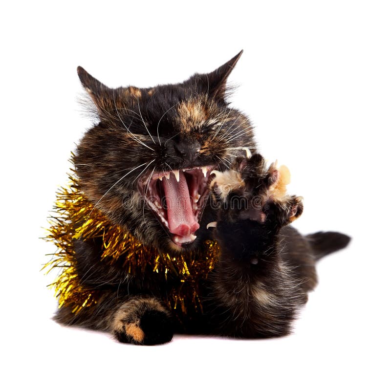 Gato Mewing imagem de stock. Imagem de olhos, retrato - 28612293