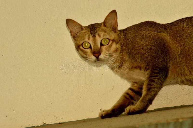 Gato mirando foto de archivo. Imagen de mascota, casero - 180918764