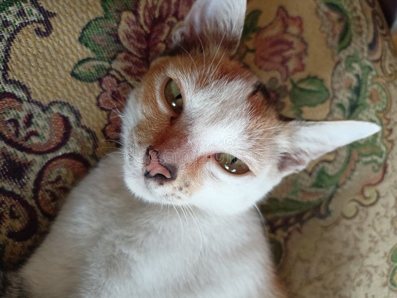 Gato mirando imagen de archivo. Imagen de barbas, gatito - 218988115