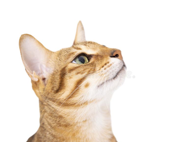 Gato Mirando Y Aislado En Blanco Foto de archivo - Imagen de felino ...