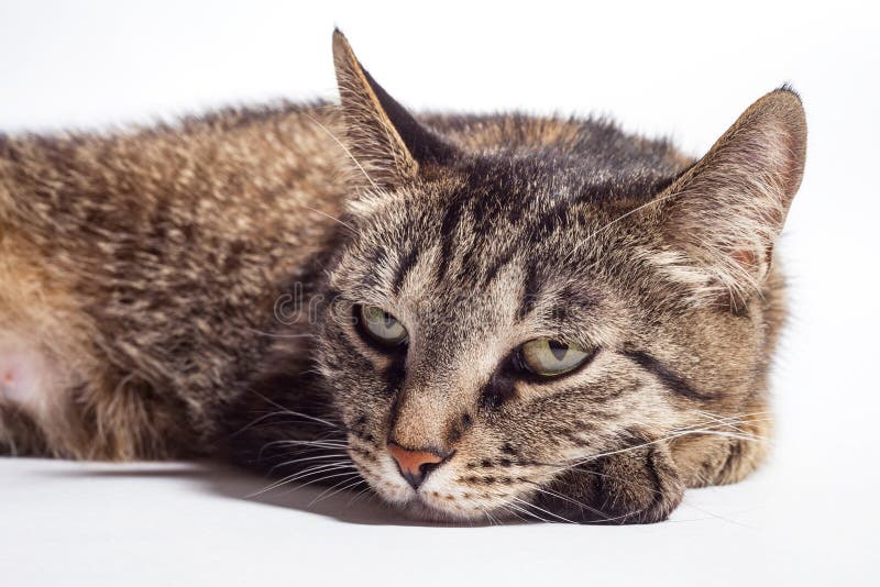 Gato muito triste foto de stock. Imagem de soprado, tristeza - 127042524